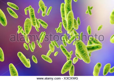 Brucella bacteria, computer illustration. Brucella is a Gram Stock ...