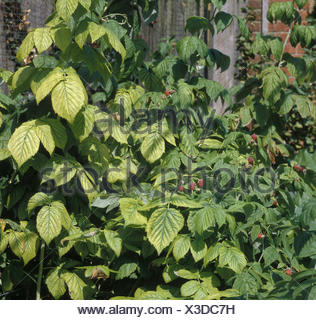 Lime induced iron deficiency causing chlorosis on Camellia japonica ...