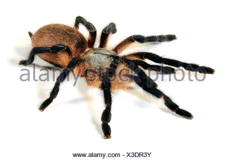 Socotra Island Blue Baboon, Secotra Island Blue Baboon Tarantula Stock ...