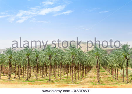 High figs date palm trees in Middle East orchard oasis middle of Stock ...