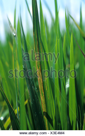 Bacterial leaf streak (Xanthomonas oryzicola) lesions on rice leaves ...