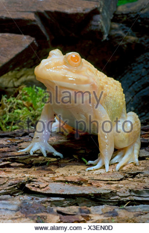 East-Asian Bullfrogs Hoplobatrachus rugulosus in net for sale in a ...