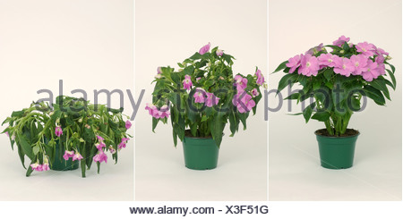 Comparison showing a stages in the wilting collapse of a potted house ...