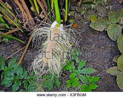 panama hat palm, toquilla, palma de sombrero (Carludovica palmata Stock ...