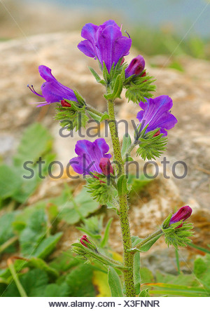 bugloss, salvation jane, Paterson's Curse, Patterson's Curse Stock ...