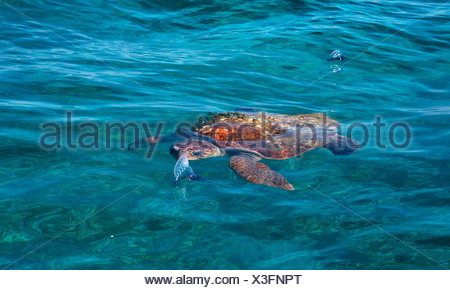 Loggerhead sea turtle preparing to eat Portuguese Man of War Stock ...