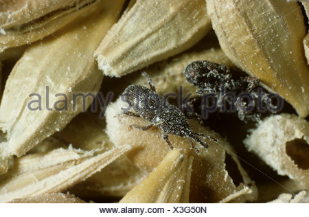 Grain weevils Sitophilus granarius on damaged barley grain Stock Photo ...