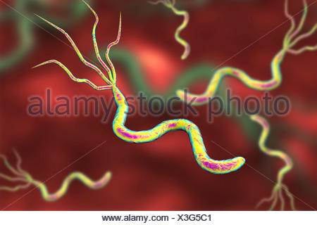 Illustration of Helicobacter pylori bacteria, a gram-negative Stock ...