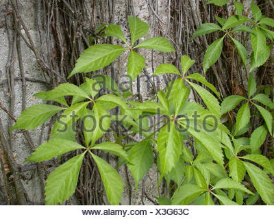 false Virginia-creeper (Parthenocissus inserta, Parthenocissus Stock ...