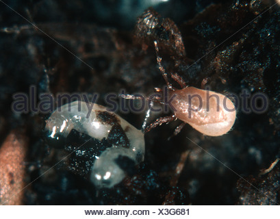 Sciarid fly or fungus gnat Lycoriella sp larvae on mushroom compost ...
