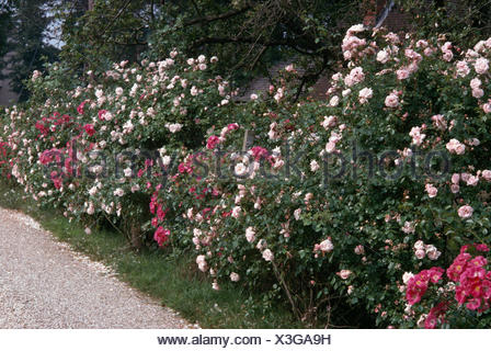 Pink rose hedge in a large country garden Stock Photo - Alamy