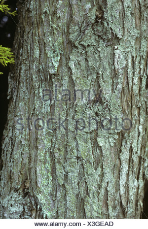 Monterey Cypress bark (Cupressus macrocarpa), Point Lobos State Stock ...