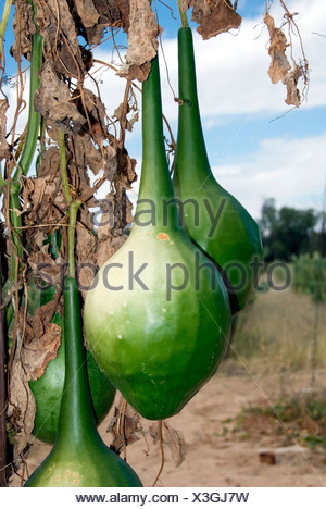 The close up of calabash, bottle gourd, or white-flowered gourd ...
