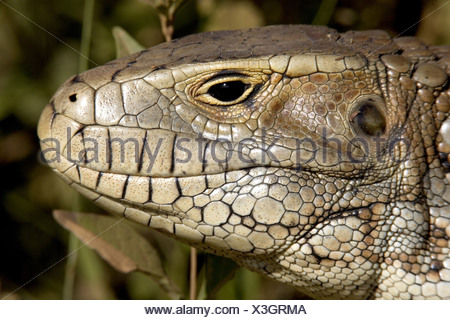 Paraguay caiman lizard (Dracaena paraguayensis) at the Transpantaneira ...