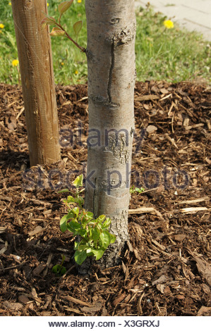 Wild Pear, fruit, Wilde Birne, Frucht, Früchte, Birnen, Wildbirne ...