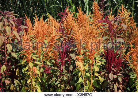 Amaranthus cruentus, Red Amaranth, Grain Amaranth Stock Photo: 40215974 ...