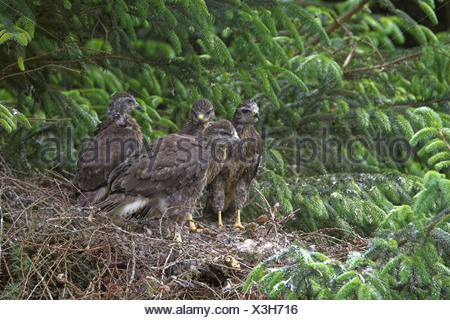 Common Buzzard (Buteo buteo) four chicks, on nest in spruce tree Stock ...