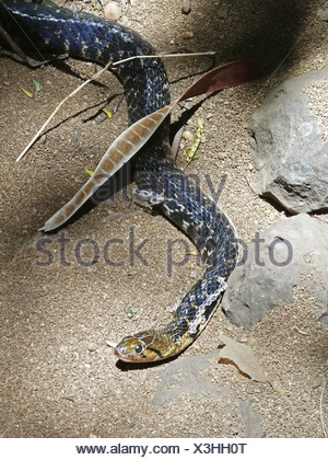 CHECKERED KEELBACK Xenochrophis piscator Non-venomous Common Stock ...