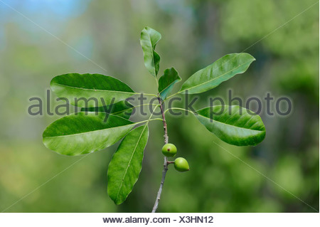 Bearded Fig Tree, Ficus citrifolia, Barbados Stock Photo - Alamy