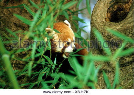 zoology / animals, mammal / mammalian, fire fox, (ailuridae), red panda ...