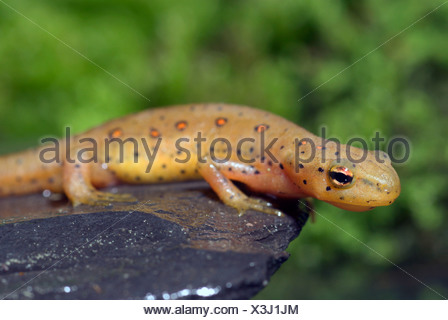 Closeup of Newt Red spotted Newt red eft N viridescens viridescens on ...