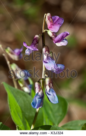 Spring Pea (Lathyrus vernus) flowering, growing in woodland, Vercors ...