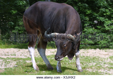 kouprey, gray ox (Bos sauveli), composing Stock Photo - Alamy