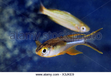 Celebes Sunrayfish, Celebes Rainbowfish (Telmatherina ladigesi Stock ...