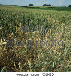 Take all Gaeumannomyces graminis diseased wheat roots Stock Photo ...