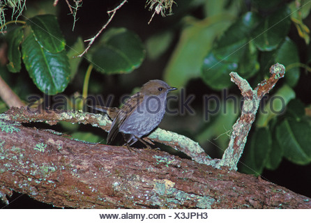 Native Hawaiian forest bird, the omao or Hawaiian thrush, (myadestes ...