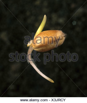 Germinating wheat seed with root (radicle), coleorhiza, and root hairs ...