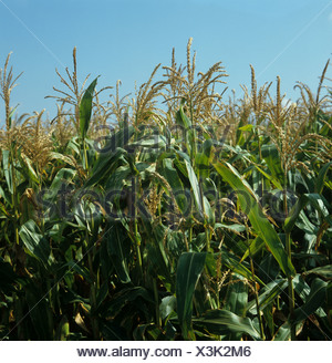 Zea mays. Male flowers on a sweetcorn plant in summer Stock Photo - Alamy