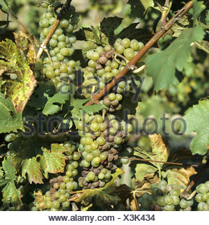 Noble rot or grey mould, Botrytis cinerea, affecting maturing grapes ...