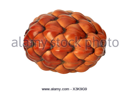 Raffia Palm (Raphia farinifera), (Arecaceae Stock Photo - Alamy