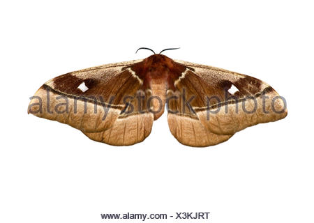 Bunaea alcinoe Cabbage tree emperor moth, African moth species Stock ...