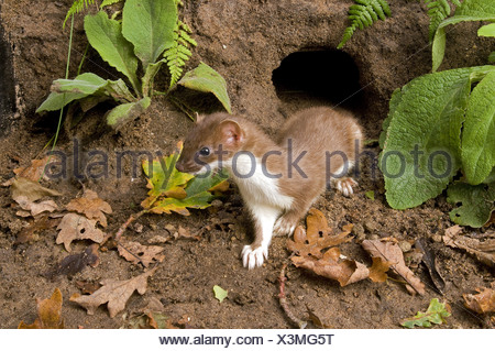 Stoat (Mustela erminea) adult, emerging from entrance to rabbit Stock ...
