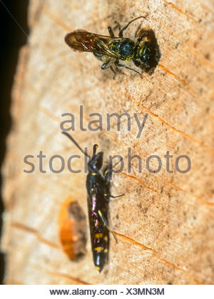 Scissor bee (Osmia florisonmis, Chelostoma florisomne), female ...