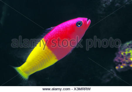 Royal Dottyback, Bicolor Dottyback, False Gramma (Pictichromis Stock ...