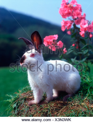 A Himalayan rabbit Stock Photo: 80434655 - Alamy