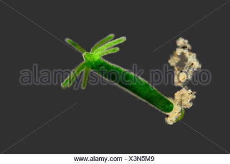 green hydra (Chlorohydra viridissima, Hydra viridis), in darkfield ...