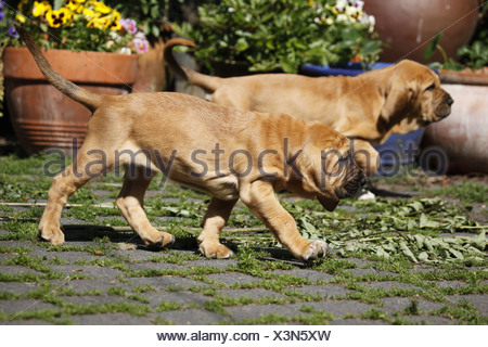 Bluthunde Welpen / Bloodhound Puppies Stock Photo - Alamy