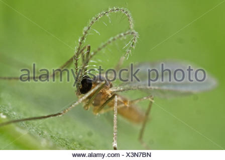Male predatory midge, Aphidoletes aphidimyza, with elaborate antennae ...