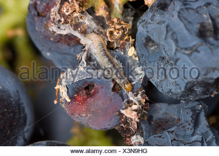 European grape berry moth Lobesia botrana caterpillars on damaged Stock ...