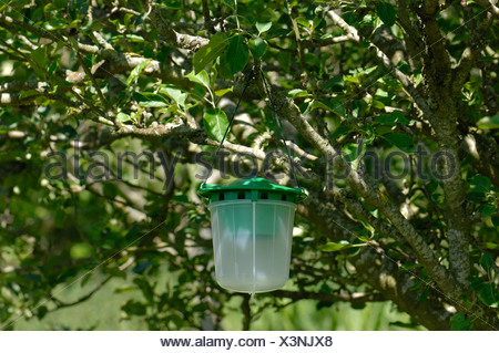 A pheromone trap in an apple tree to attract male codling moth (Cydia ...