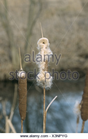 common cattail, broad-leaved cattail, great reedmace, bulrush (Typha ...