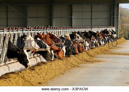 Cows in Galicia, Spain. cow farm spanish galician Stock Photo: 62771418 ...