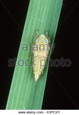 Green rice leafhopper (Nephotettix virescens) nymph on rice Stock Photo ...