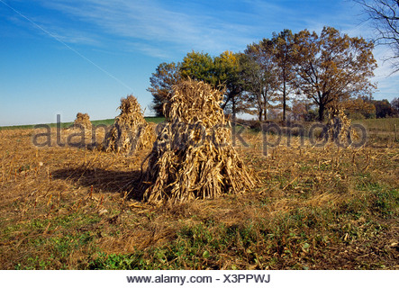 Agriculture - Corn shock in the field in Amish country / LaGrange Stock ...
