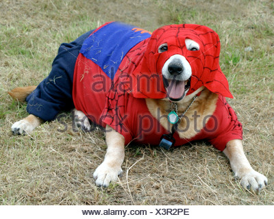A dog in fancy dress, dressed as spiderman Stock Photo - Alamy
