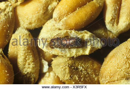 Lesser grain borer Rhizopertha dominica on wheat grain Stock Photo - Alamy